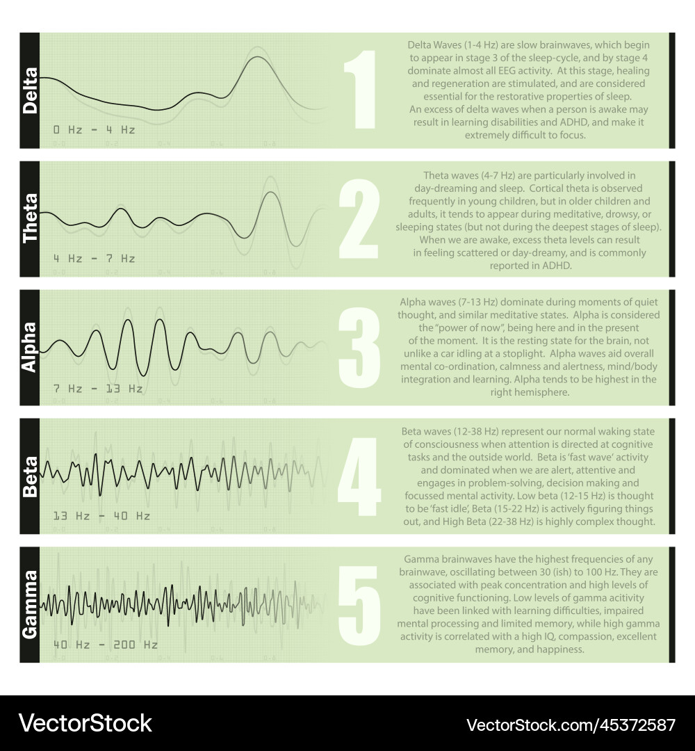 Brainwave Oscillation Diagrams Royalty Free Vector Image