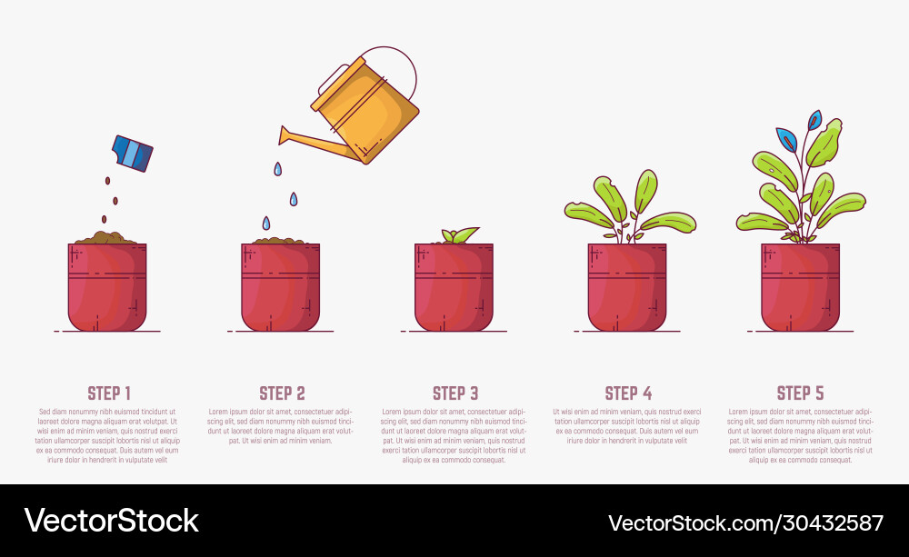 Growing plant in pot stages Royalty Free Vector Image