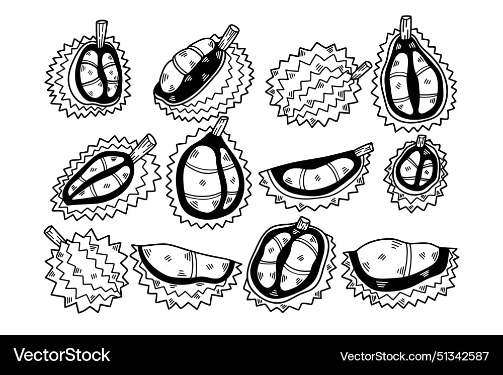 Hand drawn delicious durian in line style Vector Image
