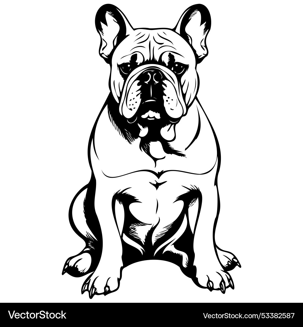 Realistic bulldog portrait drawing hand Royalty Free Vector
