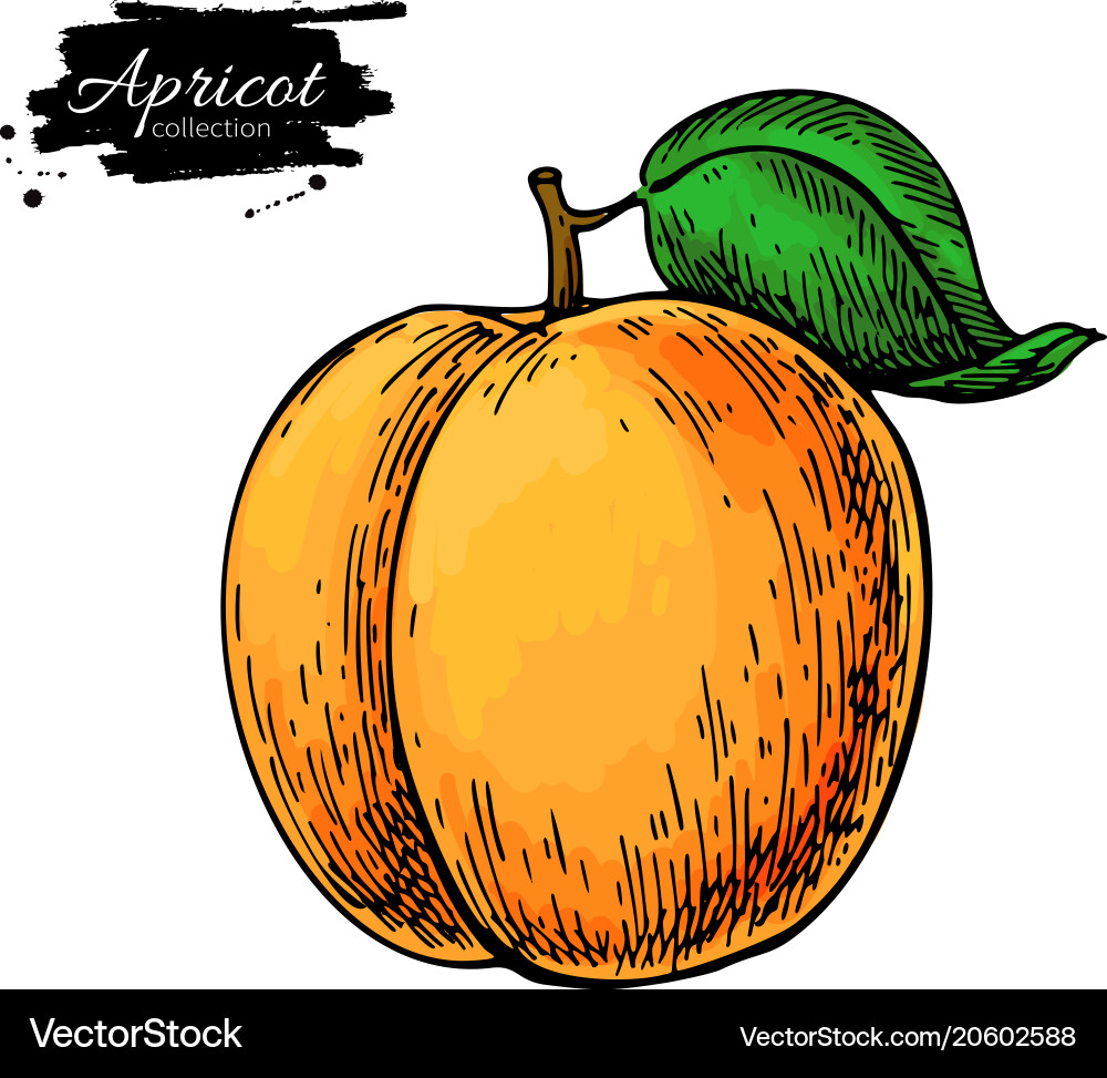 Apricot drawing hand drawn isolated fruit Vector Image