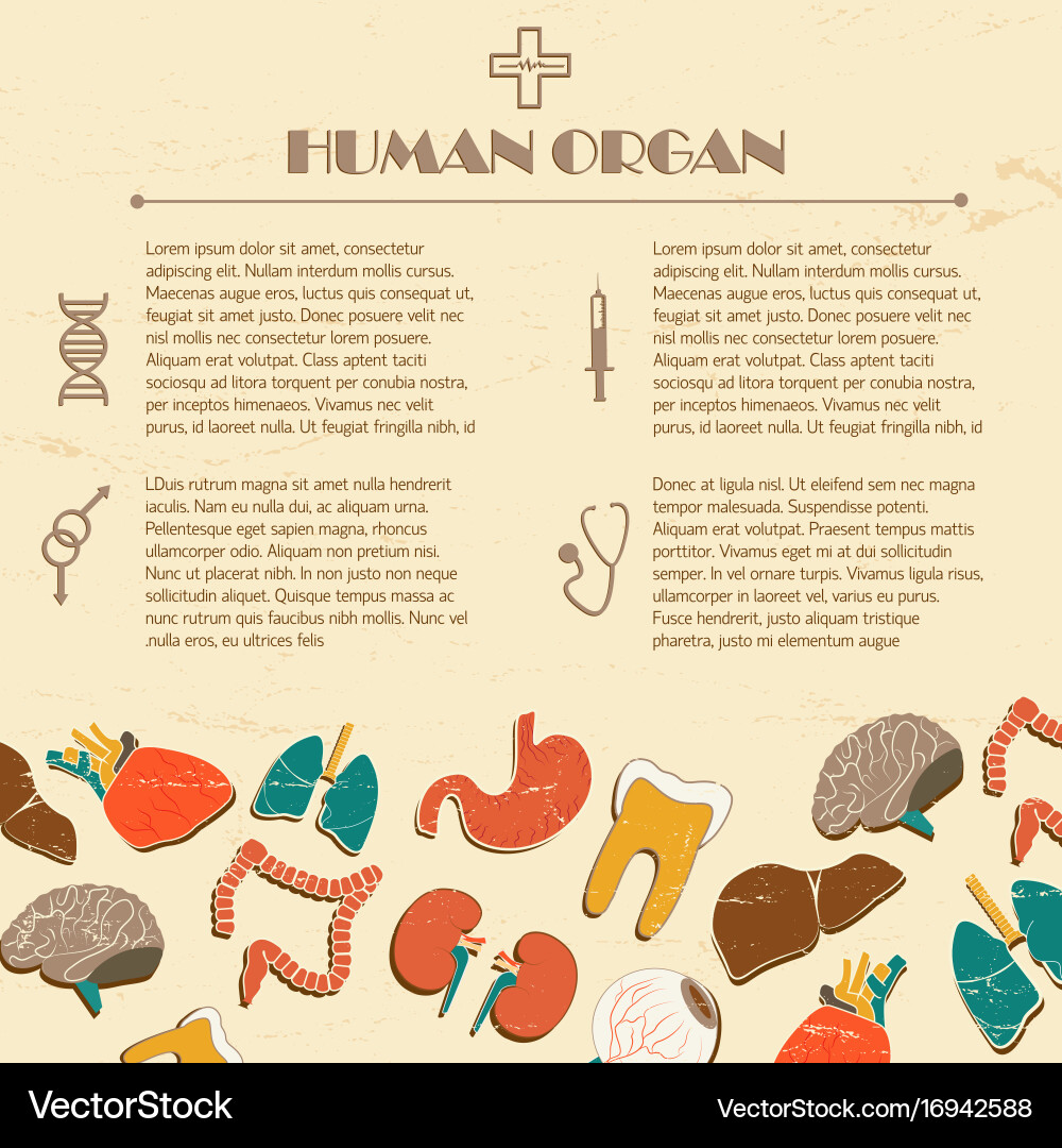 Human organs background Royalty Free Vector Image