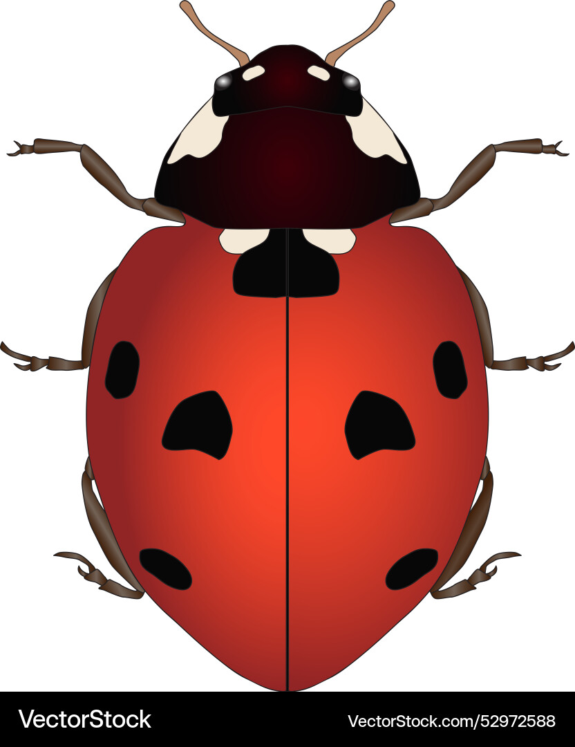 Insect ladybug coccinellidae sketch Royalty Free Vector