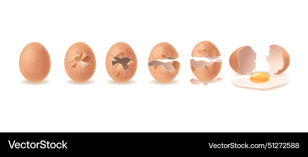 Sequence showing the stages of brown egg Vector Image
