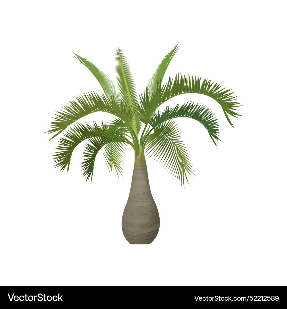 Bottle palm tree with big swollen trunk and green Vector Image