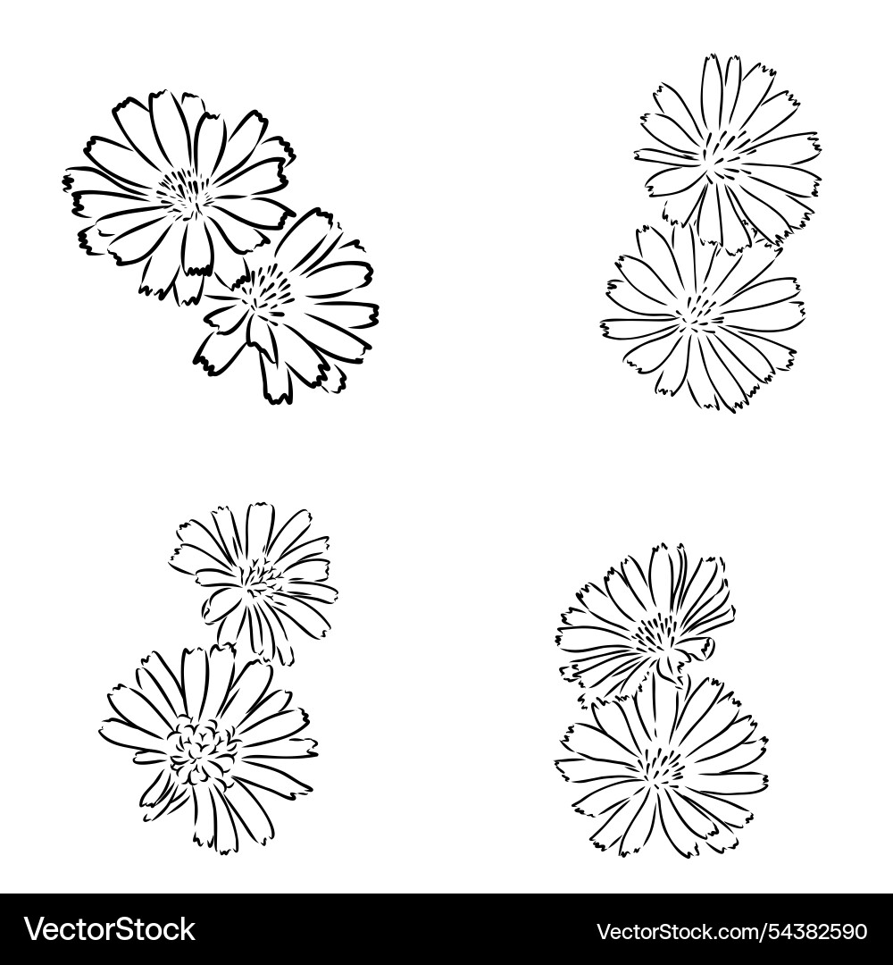 Hand drawing of a chicory flower Royalty Free Vector Image