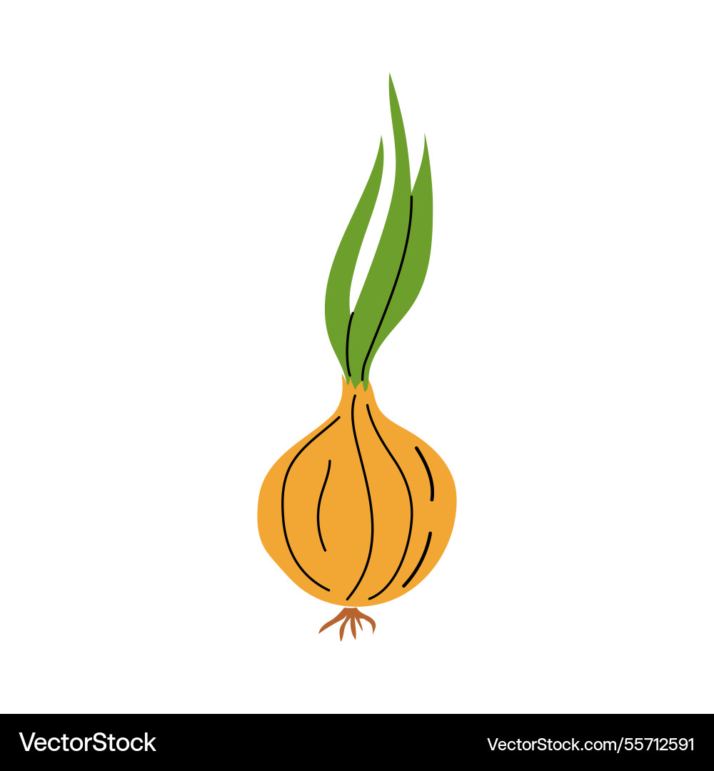 Fresh spring onion with green shoots displayed Vector Image