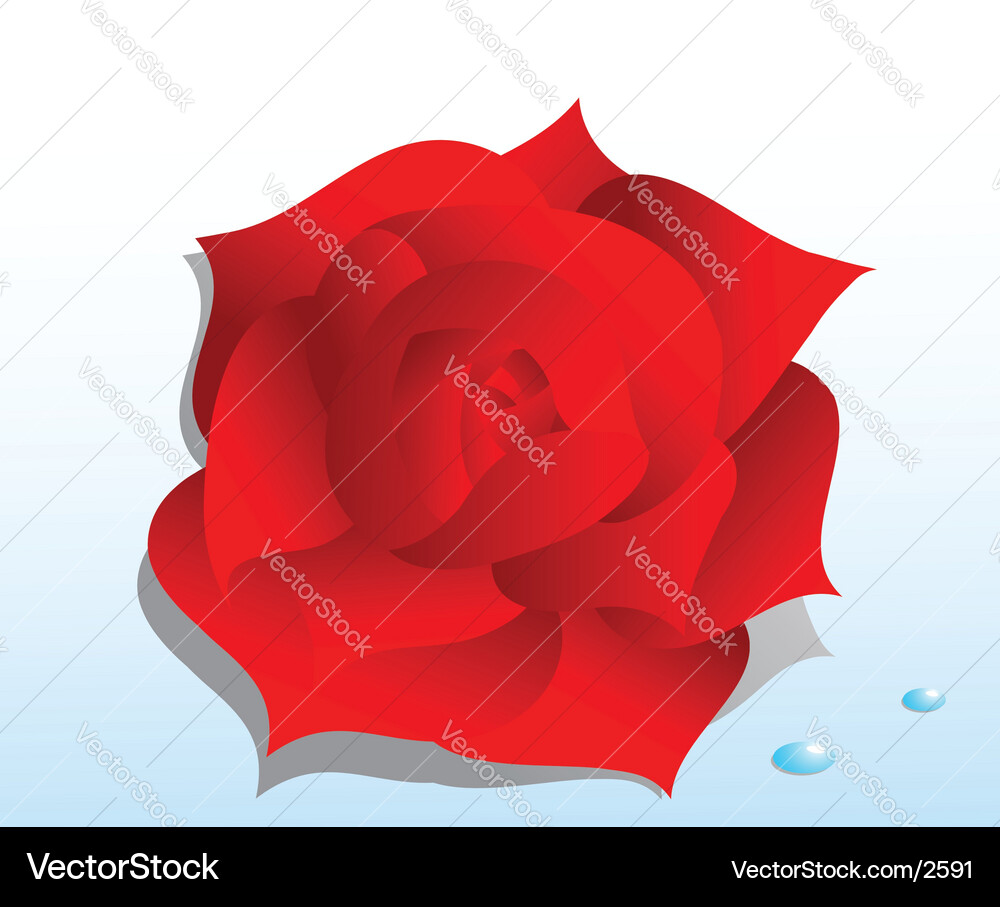 Rose flower Royalty Free Vector Image - VectorStock