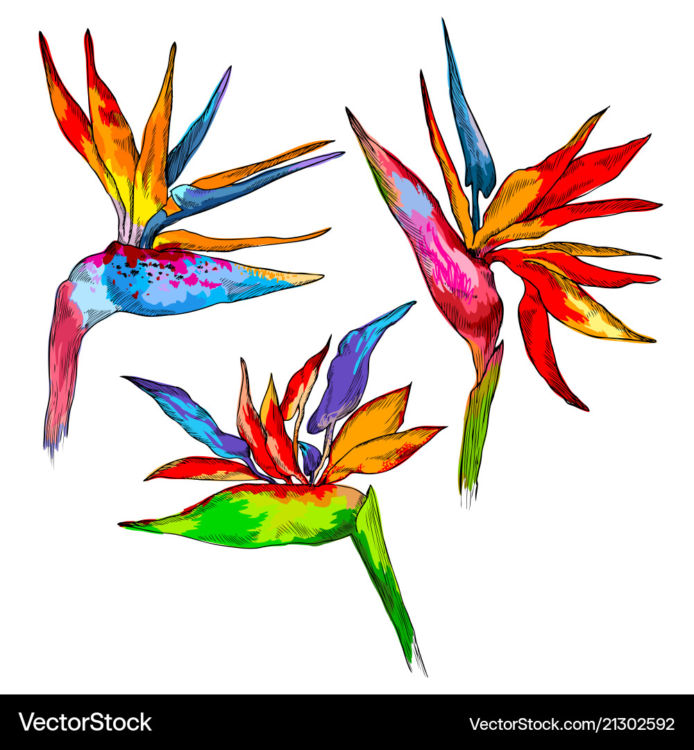 Graphic colorful strelitzia collection Royalty Free Vector