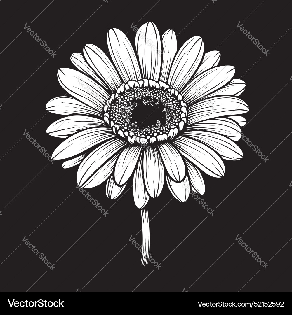 Sunlit serenade gerbera daisy emblem Royalty Free Vector