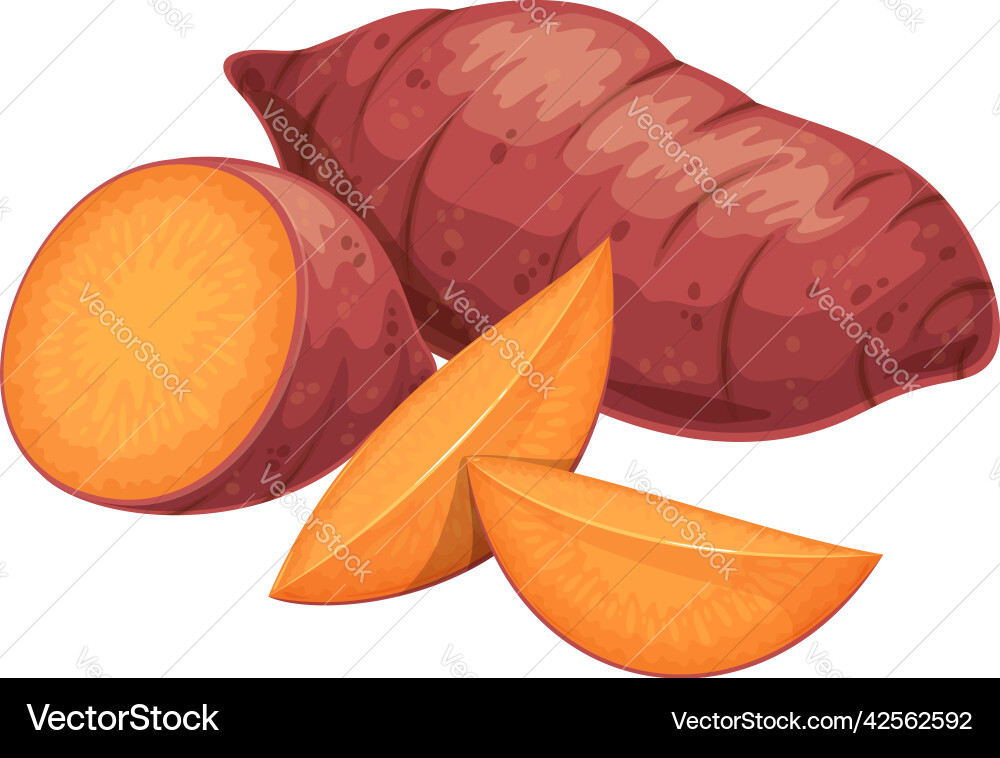 Sweet potato Royalty Free Vector Image - VectorStock