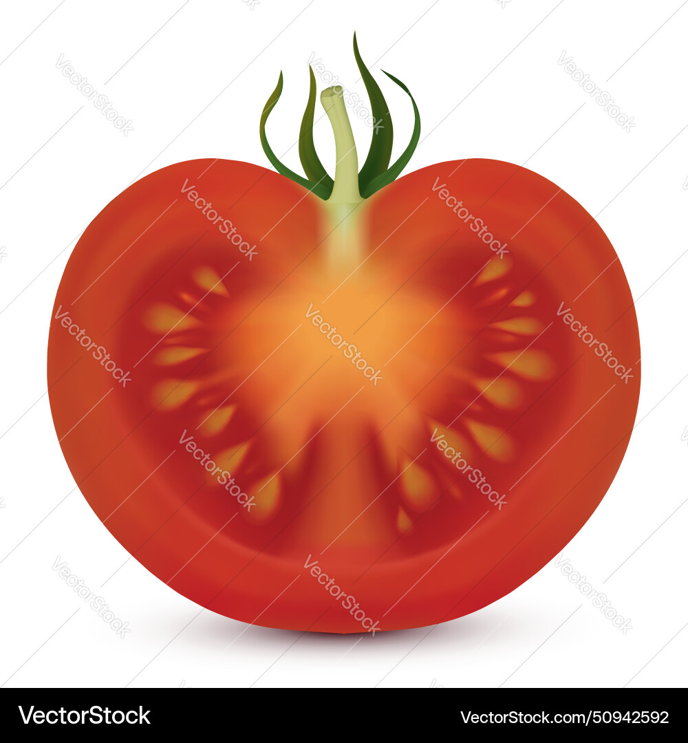 Tomato vertical cut Royalty Free Vector Image - VectorStock