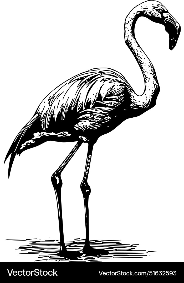 A flamingo Royalty Free Vector Image - VectorStock