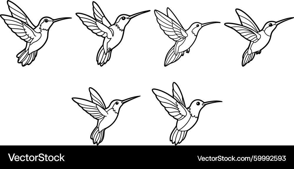 Hummingbird Line Art Logo Set – Royalty-Free Vector | VectorStock