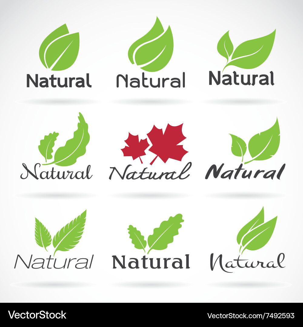 Leaf natural Royalty Free Vector Image - VectorStock