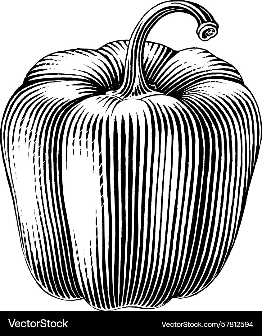 Bell Pepper Line Art Vector Images (over 850)