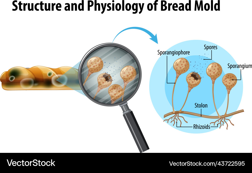 Structure and physiology of bread mold Royalty Free Vector