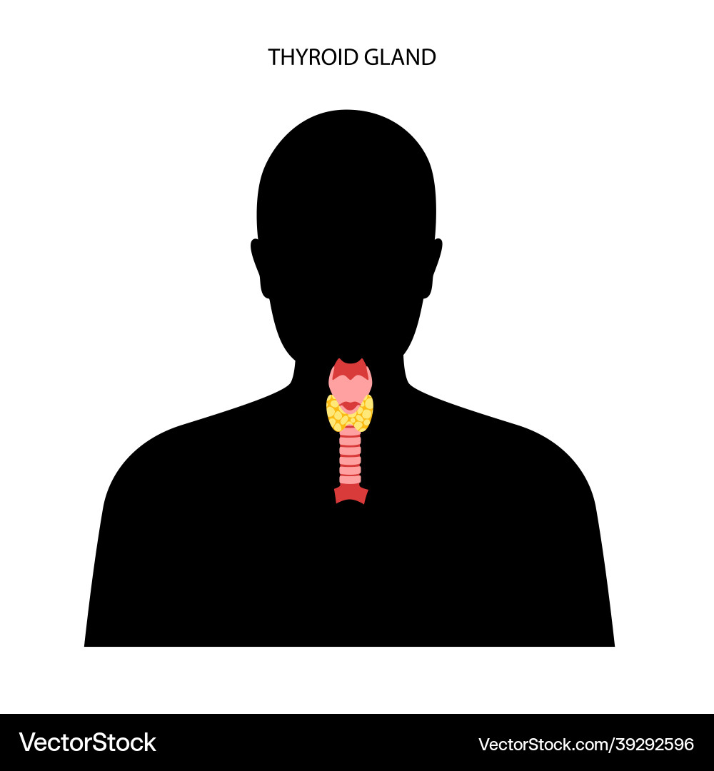 Thyroid gland anatomy Royalty Free Vector Image