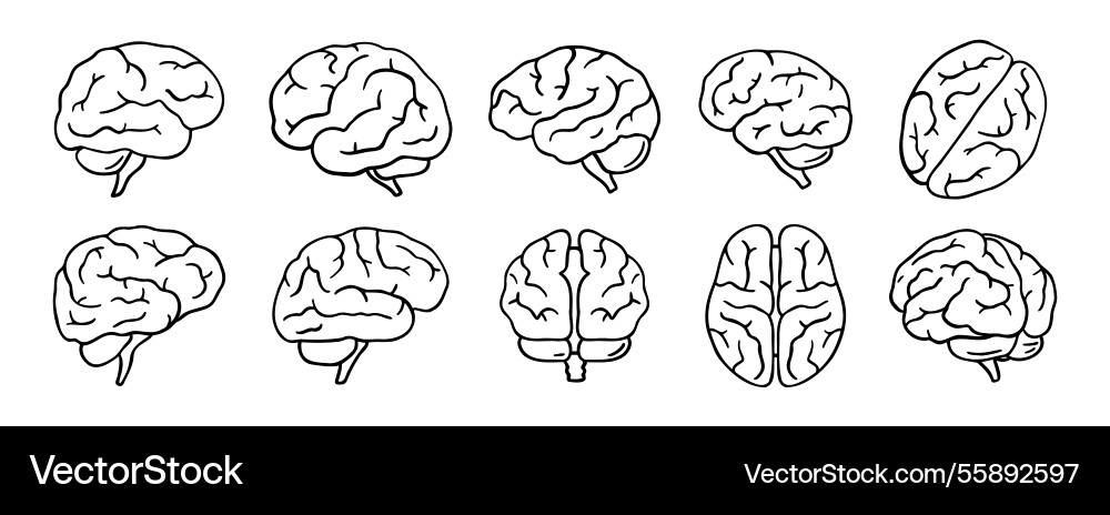 Brain icon doodle hand drawn set outline drawing Vector Image