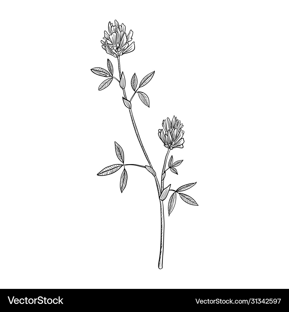 Drawing alfalfa Royalty Free Vector Image - VectorStock