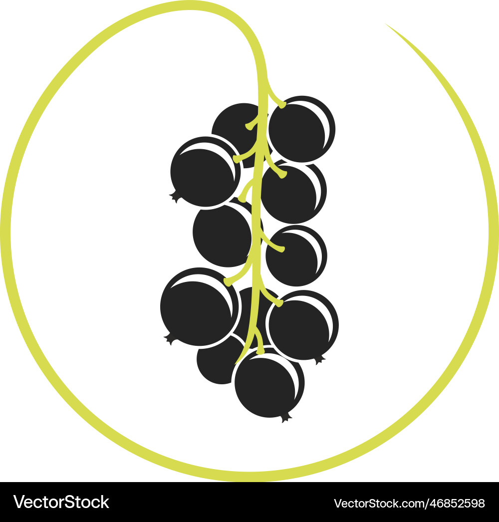 Black currant Royalty Free Vector Image - VectorStock
