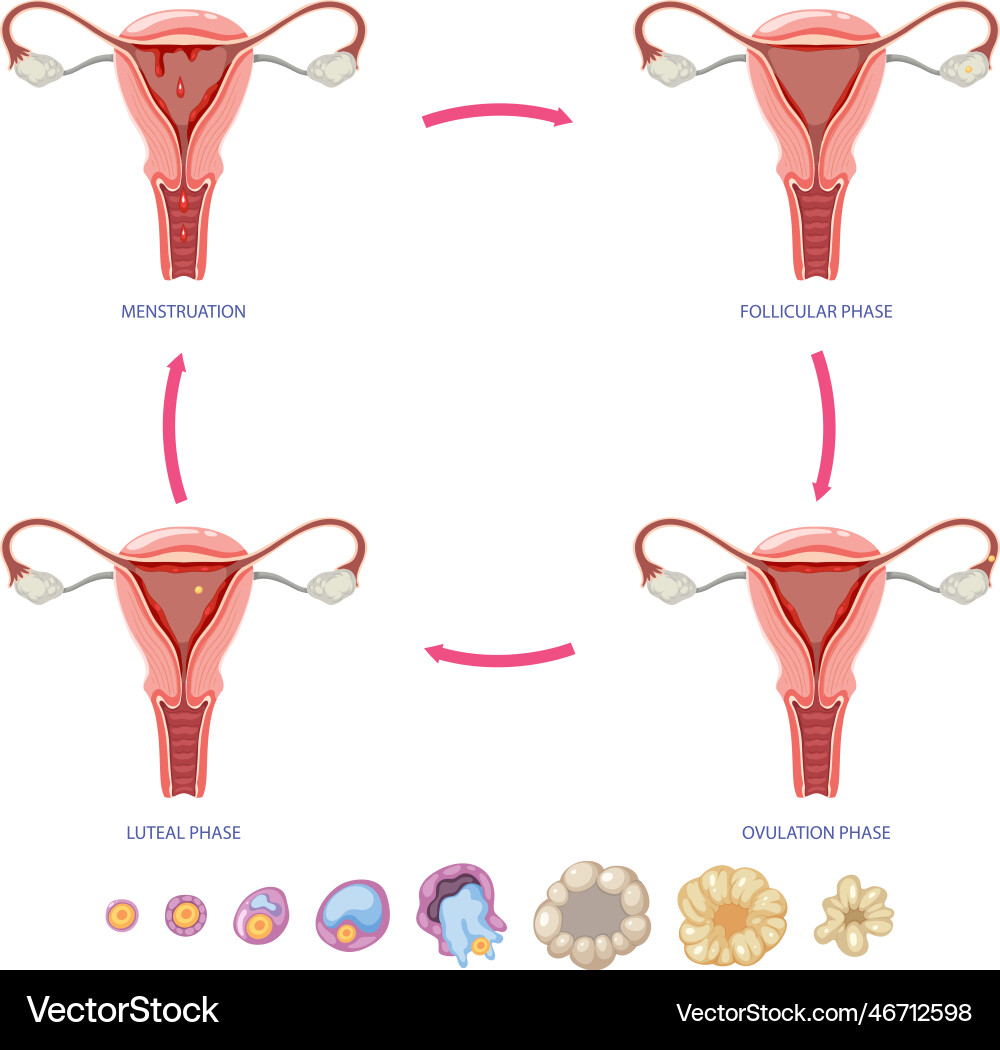 Female Reproductive System Menstrual Cycle 10 Menstrual Cycle Project