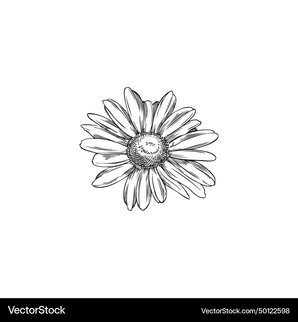 Wildflower in sketch style Royalty Free Vector Image