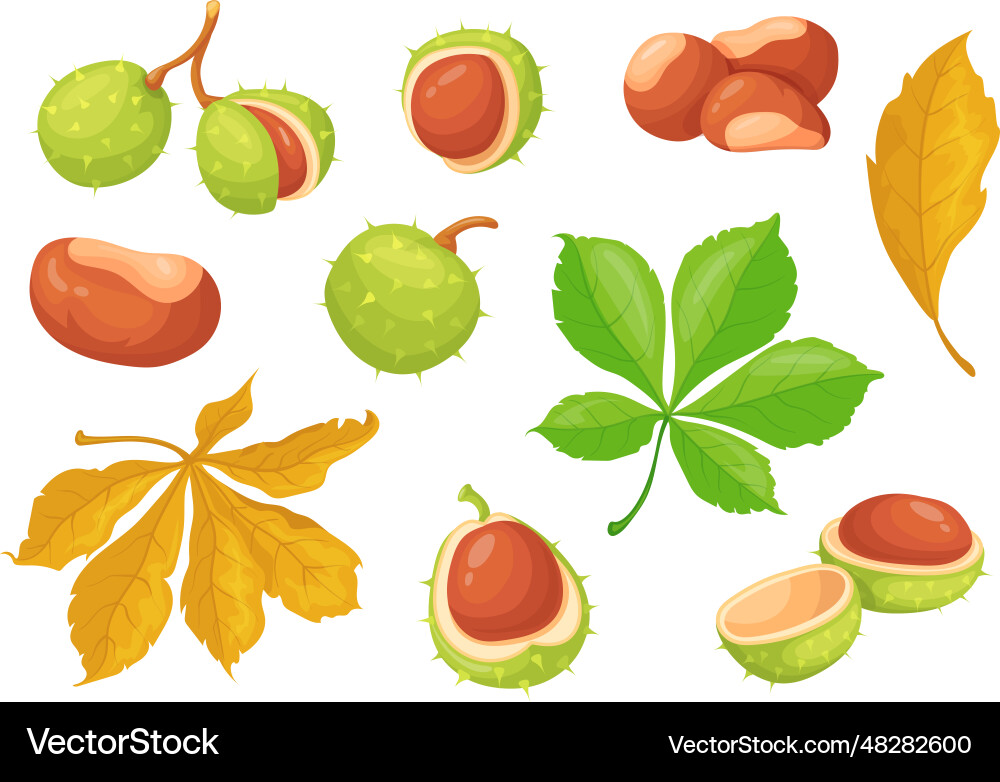 Isolated Chestnut Set Royalty Free Vector Image