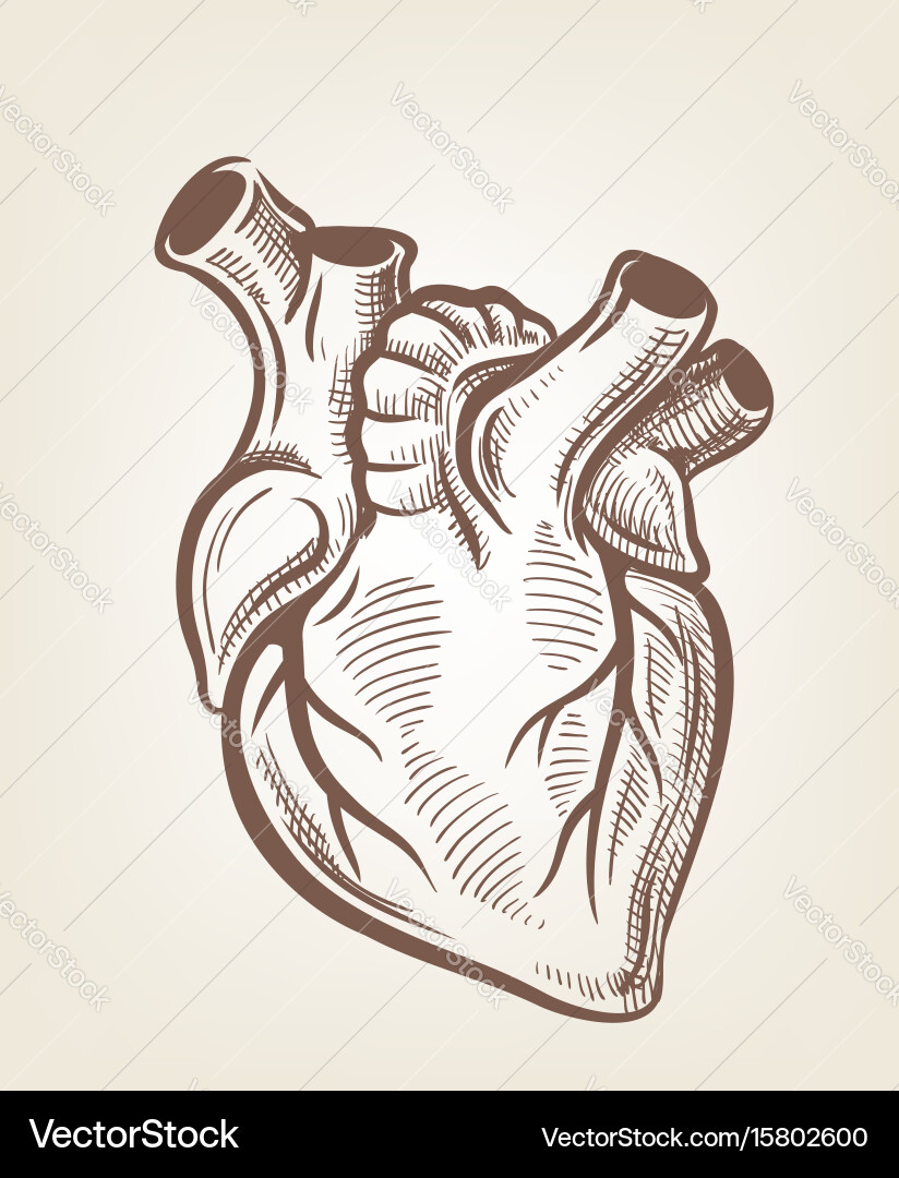 Medical Heart Vector Art