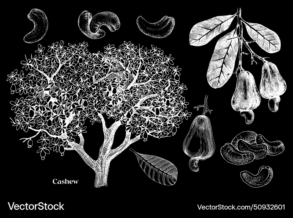 Hand drawn cashews set Royalty Free Vector Image