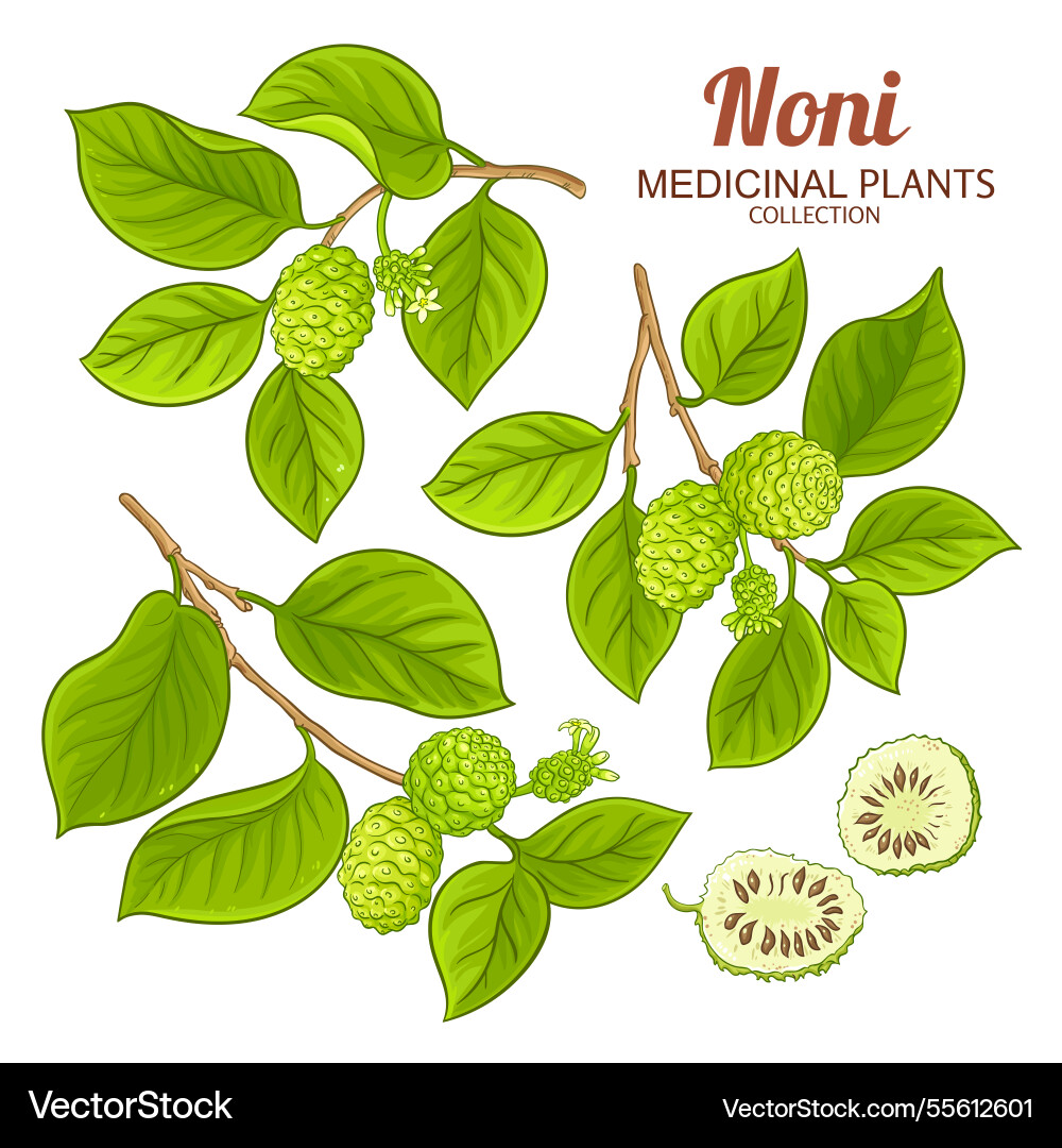 Noni branch colored detailed Royalty Free Vector Image