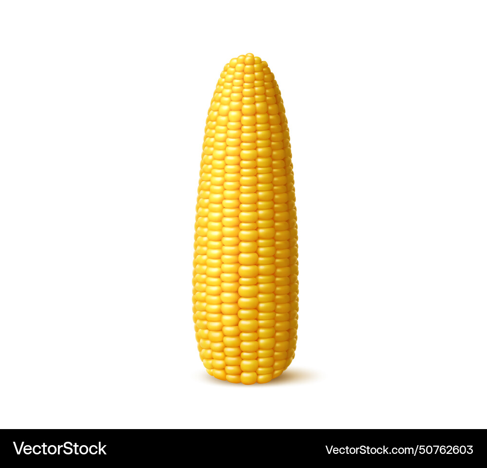 Realistic ripe sweet corn cob yellow maize Vector Image