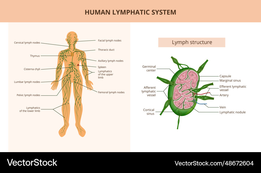 Human Lymphatic System Diagram Royalty Free Vector Image