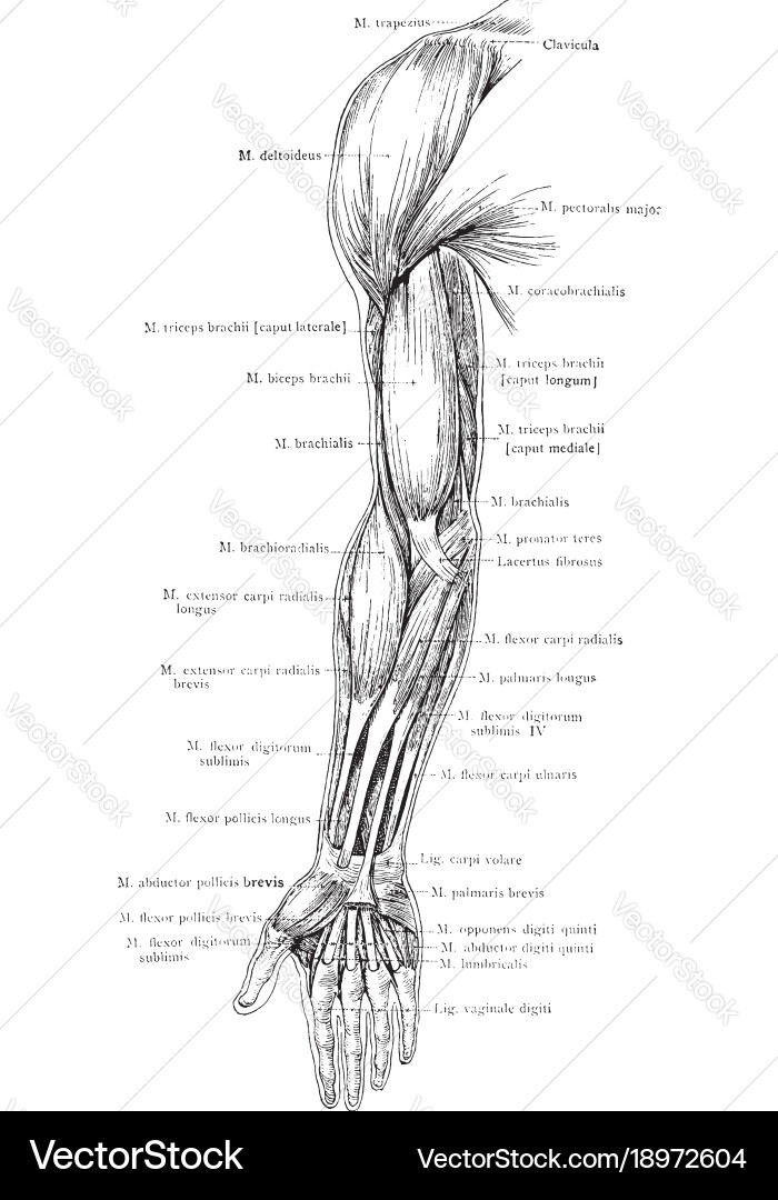 Vintage Arm Muscle Drawing - Front View Royalty Free Vector