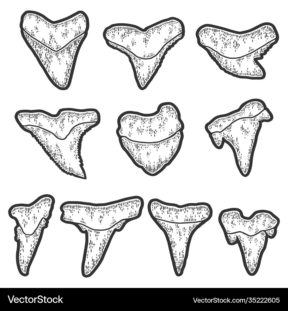Set shark teeth engraving Royalty Free Vector Image