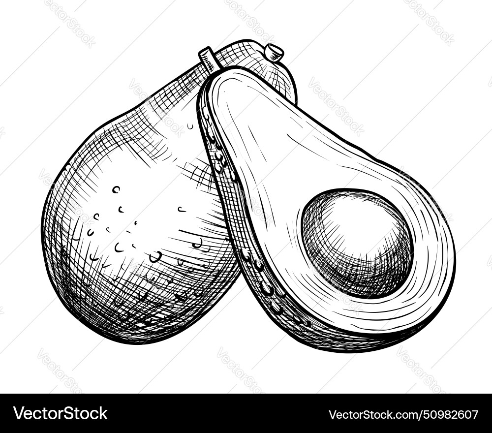 Avocado drawing of fruit with Royalty Free Vector Image