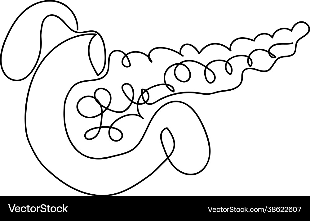 Pancreas one line art continuous drawing Vector Image