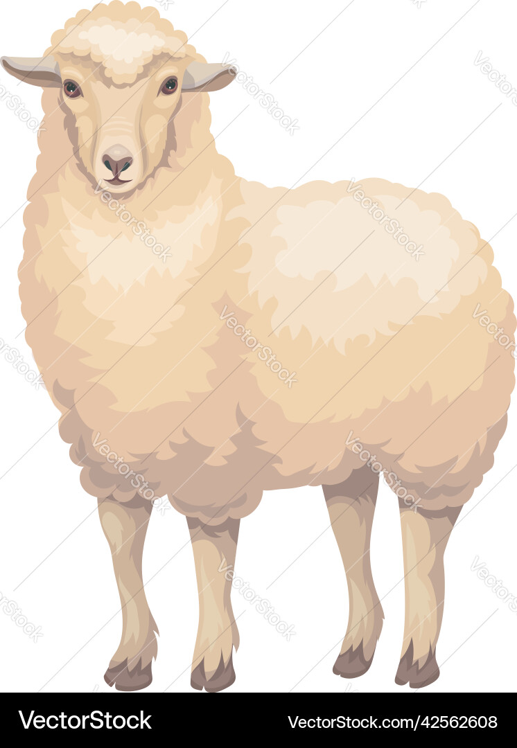 Merino Sheep Ewe Cartoon Royalty Free Vector Image