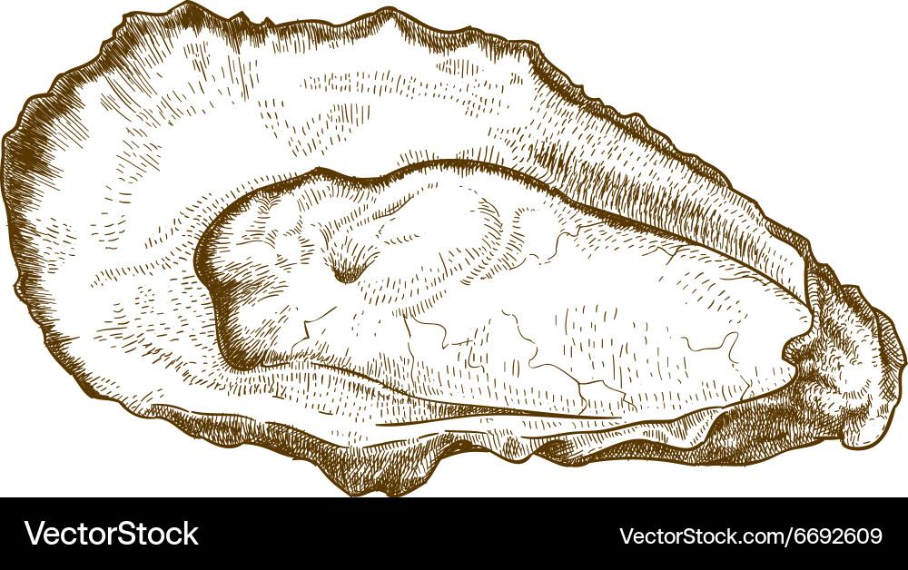 Engraving oyster Royalty Free Vector Image - VectorStock