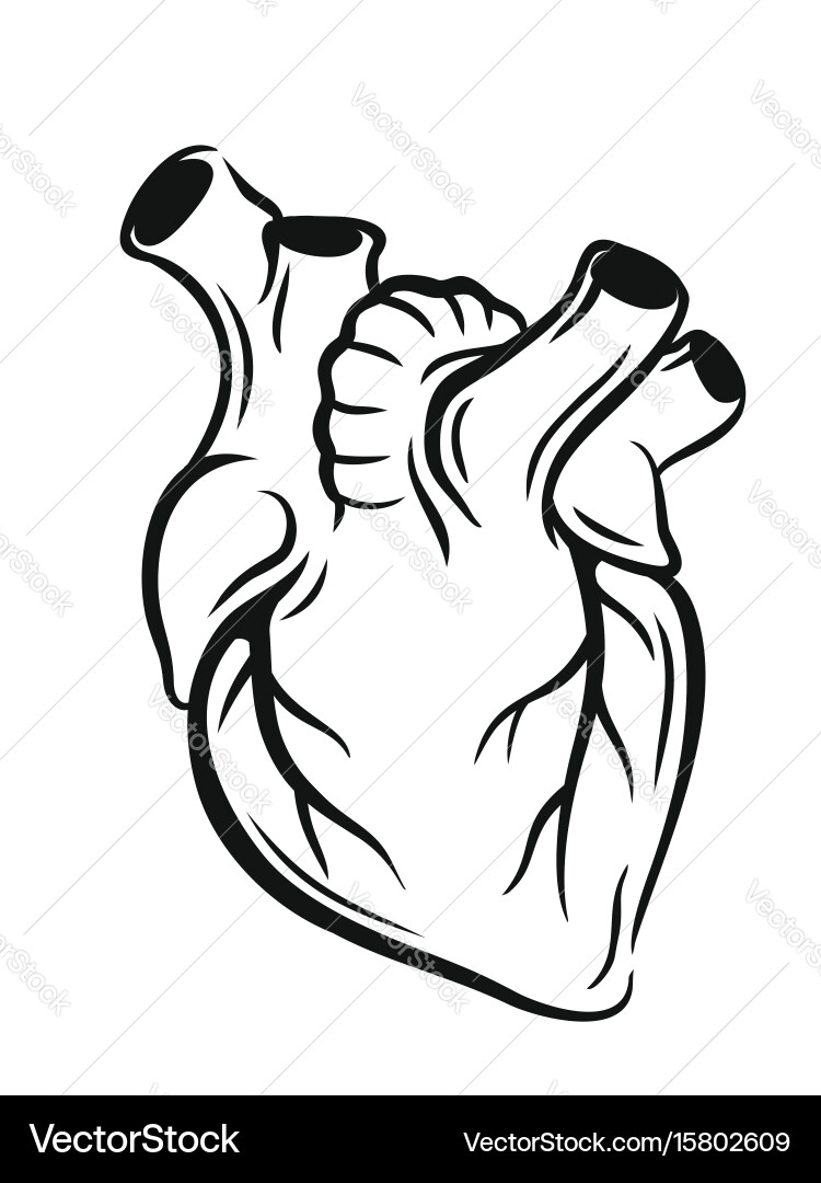 Medical Heart Vector Art