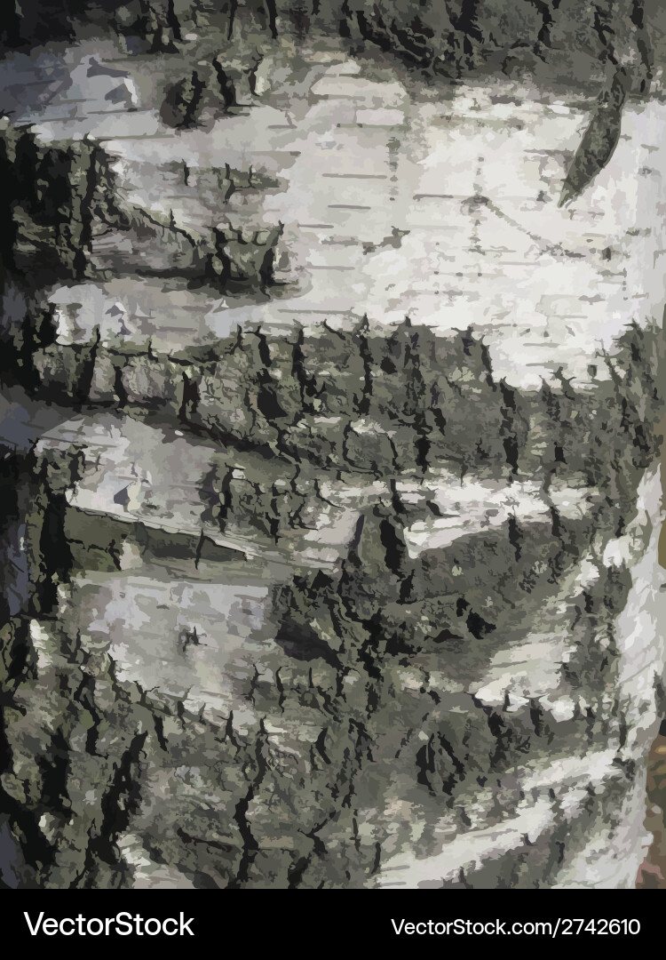 Birch Royalty Free Vector Image - VectorStock