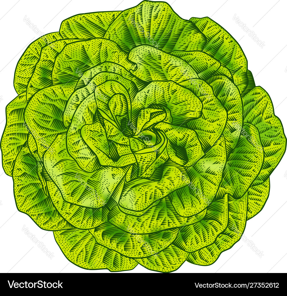 Green lettuce salad head top view Royalty Free Vector Image