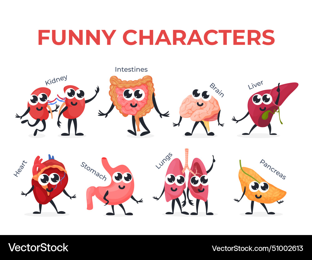 Human healthy smiling internal organ funny Vector Image