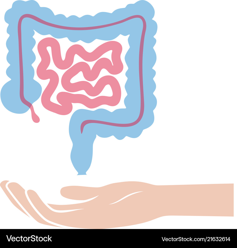 Isolated of intestine Royalty Free Vector Image