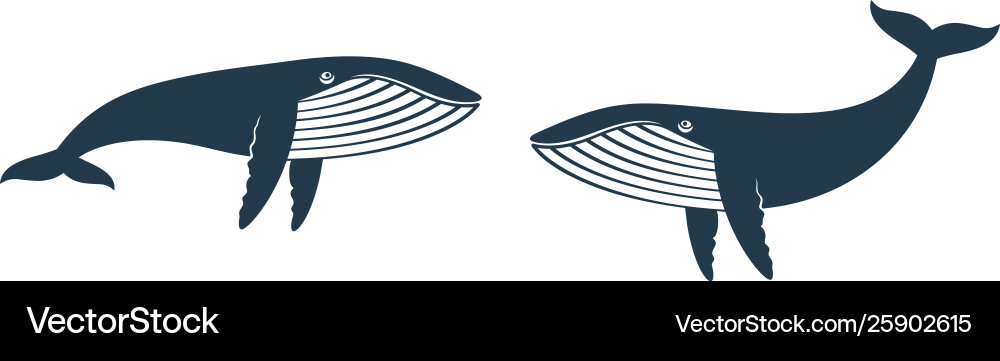 Whale Royalty Free Vector Image - VectorStock