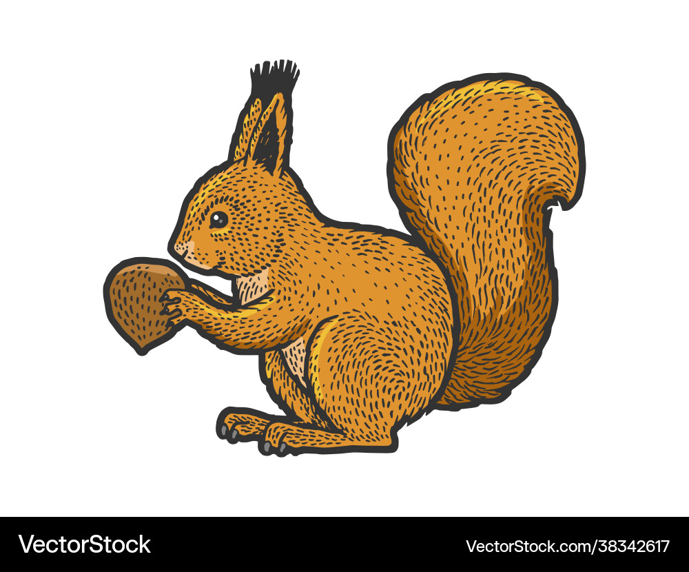 Squirrel with nut sketch Royalty Free Vector Image
