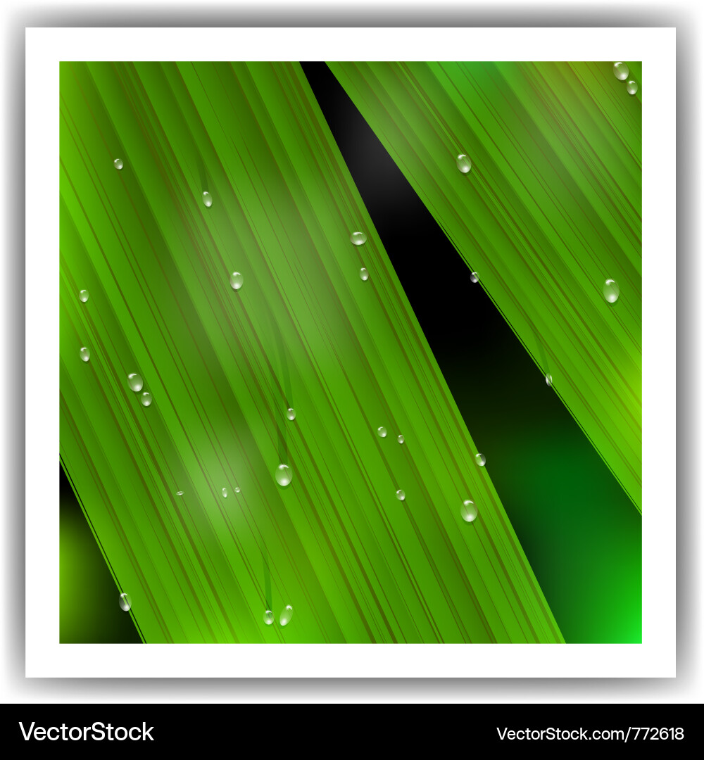 Macro leaf Royalty Free Vector Image - VectorStock