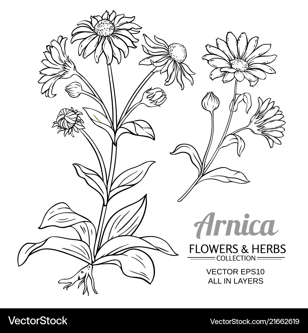 Arnica set Royalty Free Vector Image - VectorStock