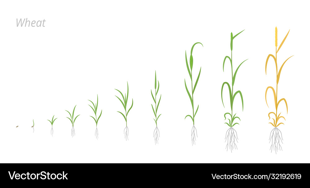 Wheat Growth Stages - Development Royalty Free Vector Image