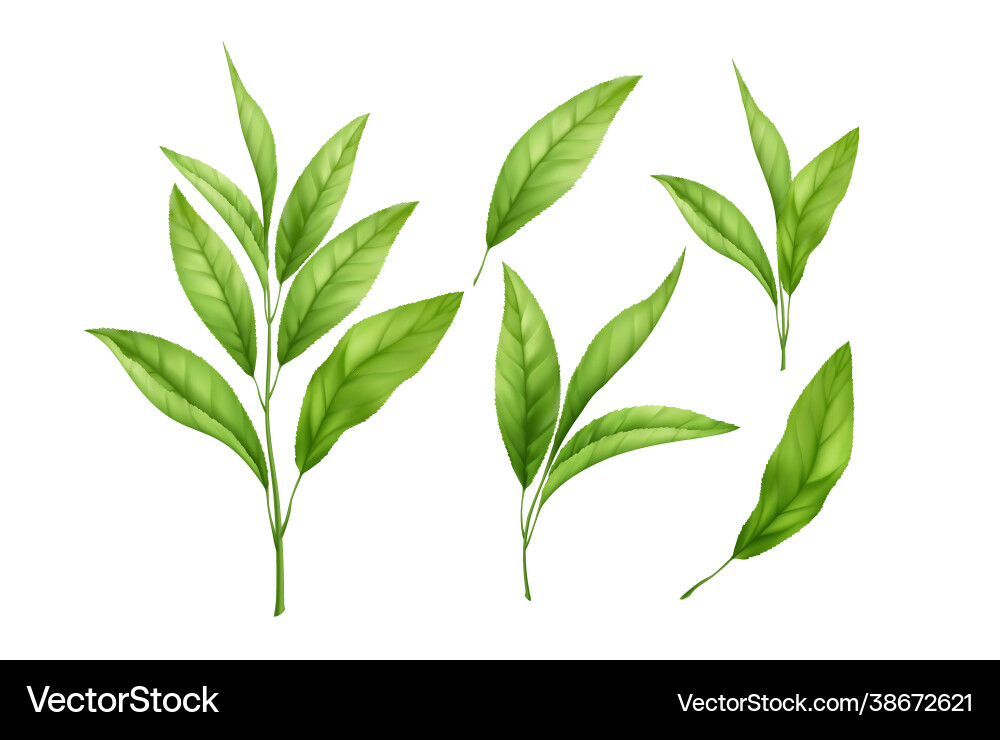 Realistic Green Tea Leaves and Sprouts Royalty Free Vector